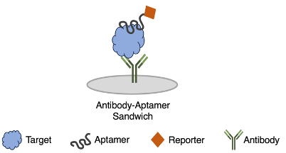 Human Thrombin ELASA Kit | Cytodiagnostics US